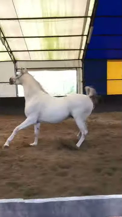 Arabian Horse - YouTube