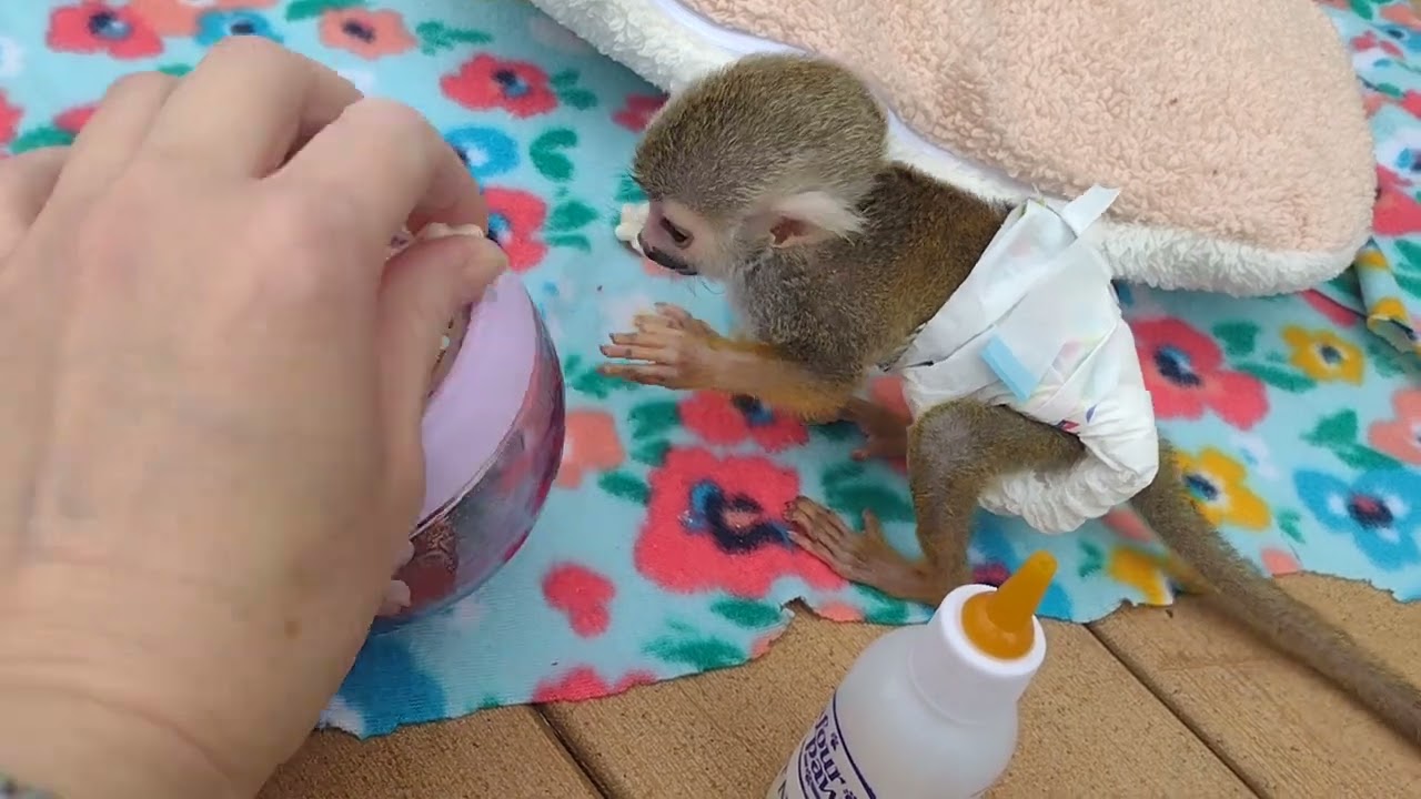 JEALOUS MONKEYS STEAL FOOD - YouTube