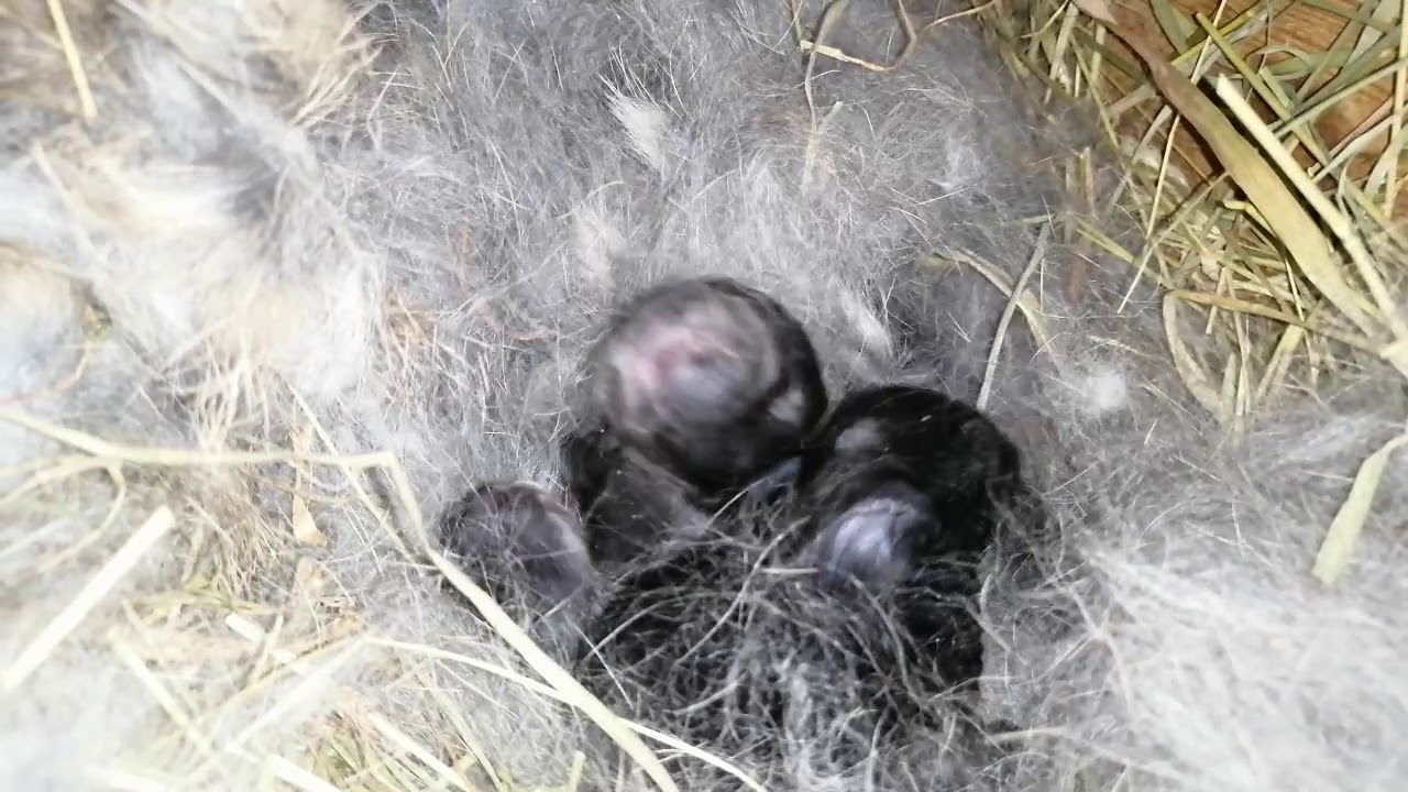 Deutsche Riesen Babys 4 Tage alt - YouTube