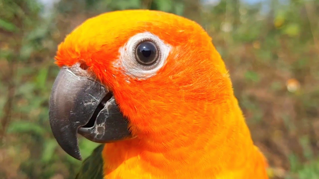 Sun conure happy bird singing sounds : Whose bird likes to watch this ...