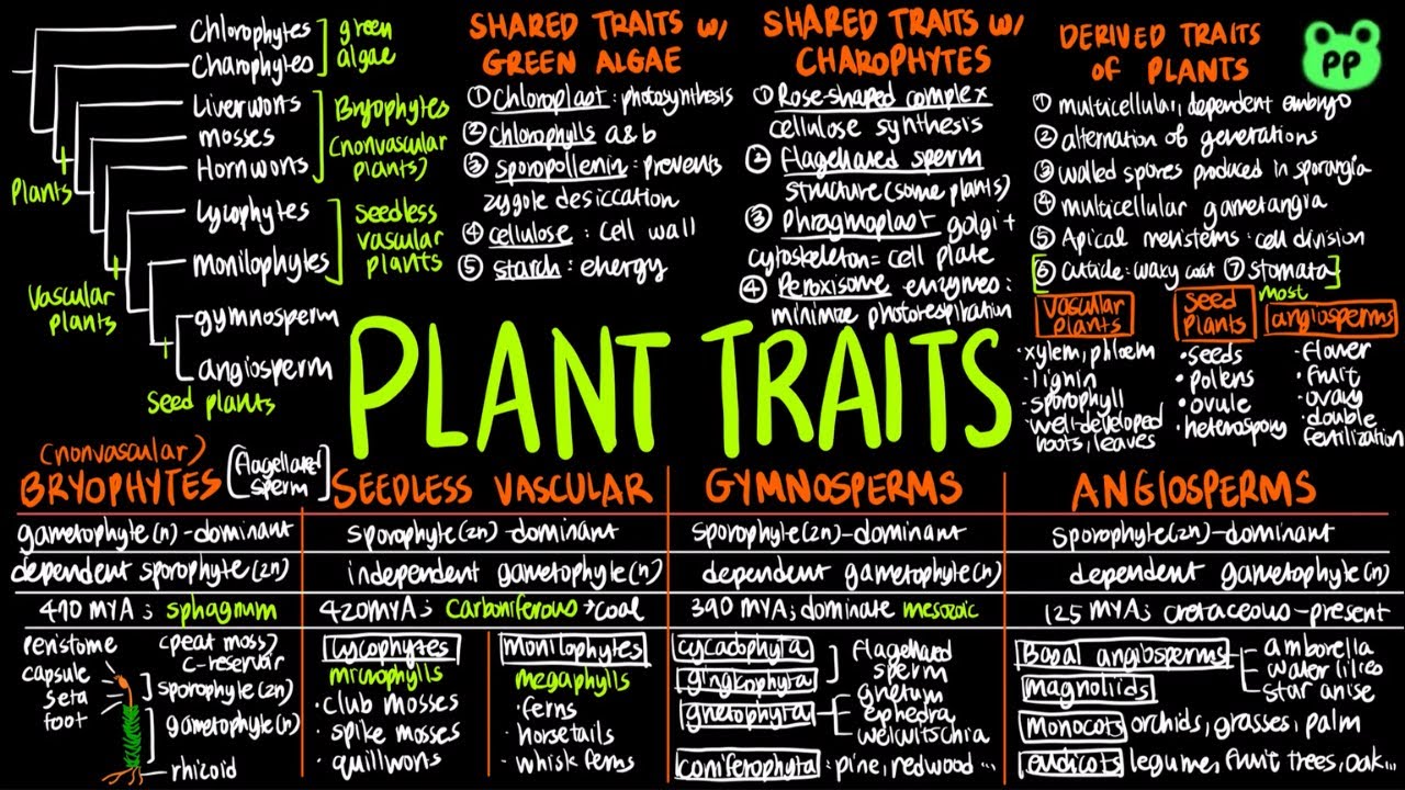 Plant Phylogeny & Traits | Plants 01 | Biology | PP Notes | Campbell 8E ...