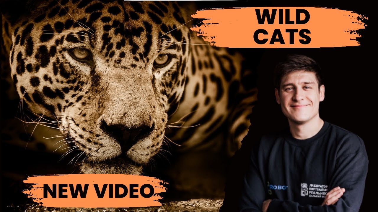 Exploring the Wild: A Look at the Majestic World of Wild Cats - YouTube