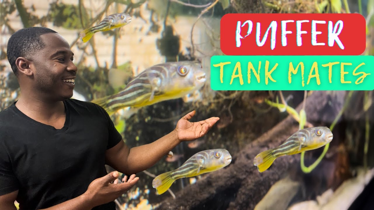 Fahaka Puffer Tank Mates: Which Fish Get Along Best with Your Puffer ...