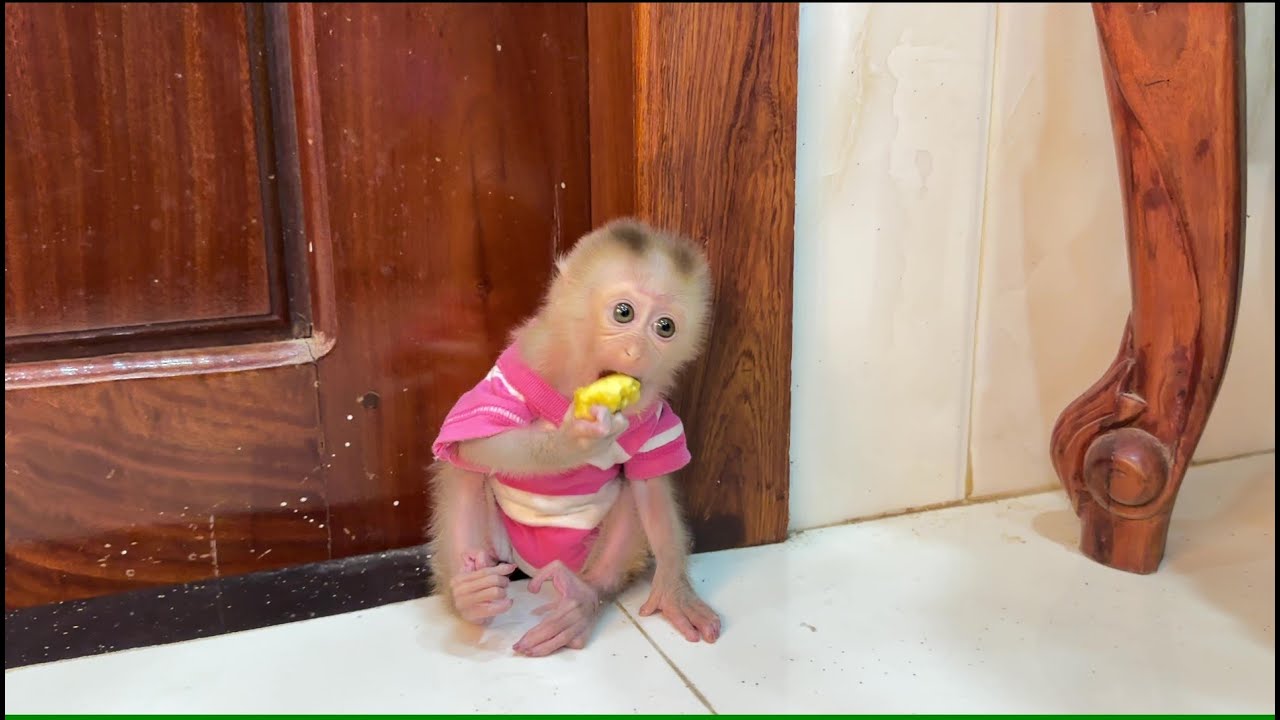 Quiet Moment: Baby Monkey Fifi Eats Banana All Alone - YouTube