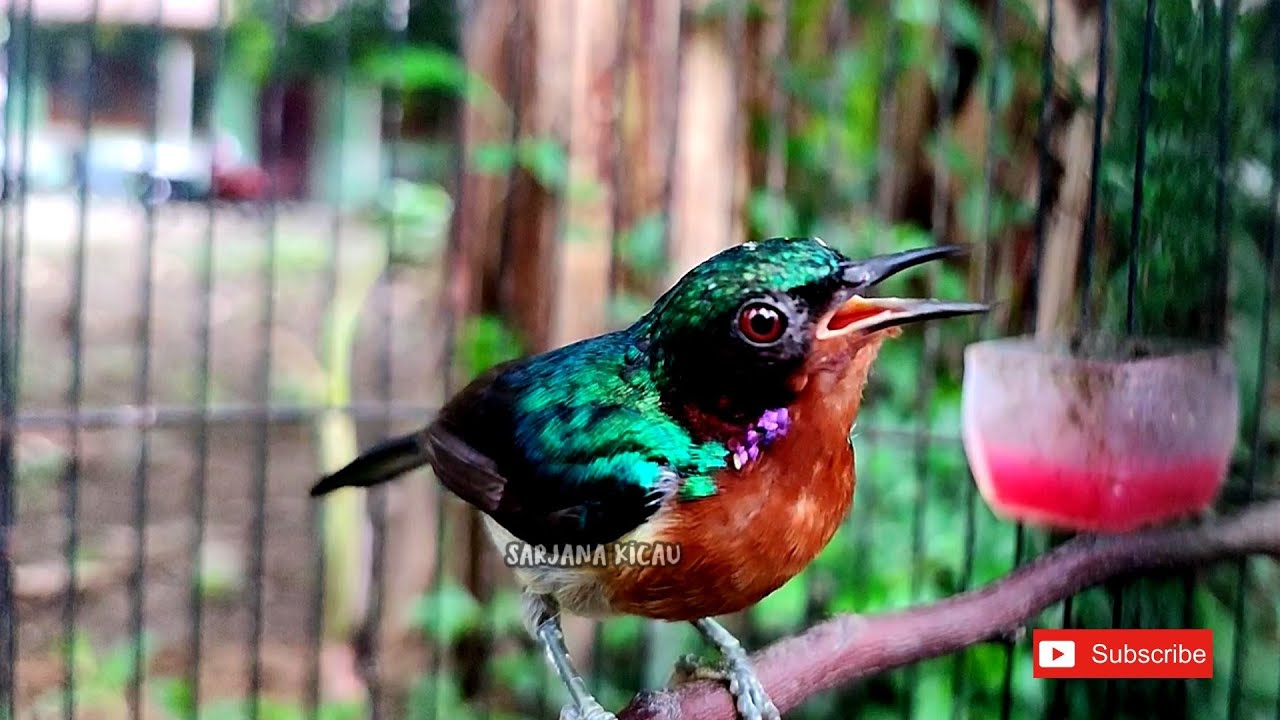 Masteran burung bagus! kolibri wulung lagu enak - YouTube