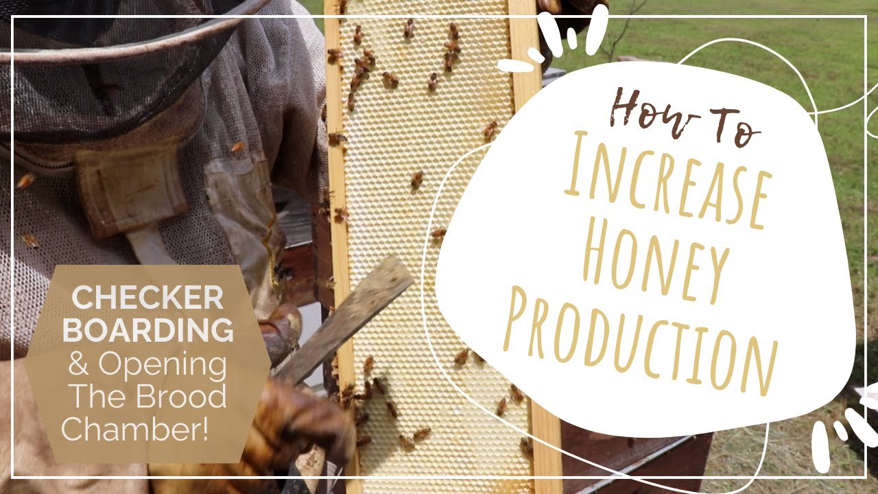 How to increase honey production: Checkerboarding and opening the brood ...