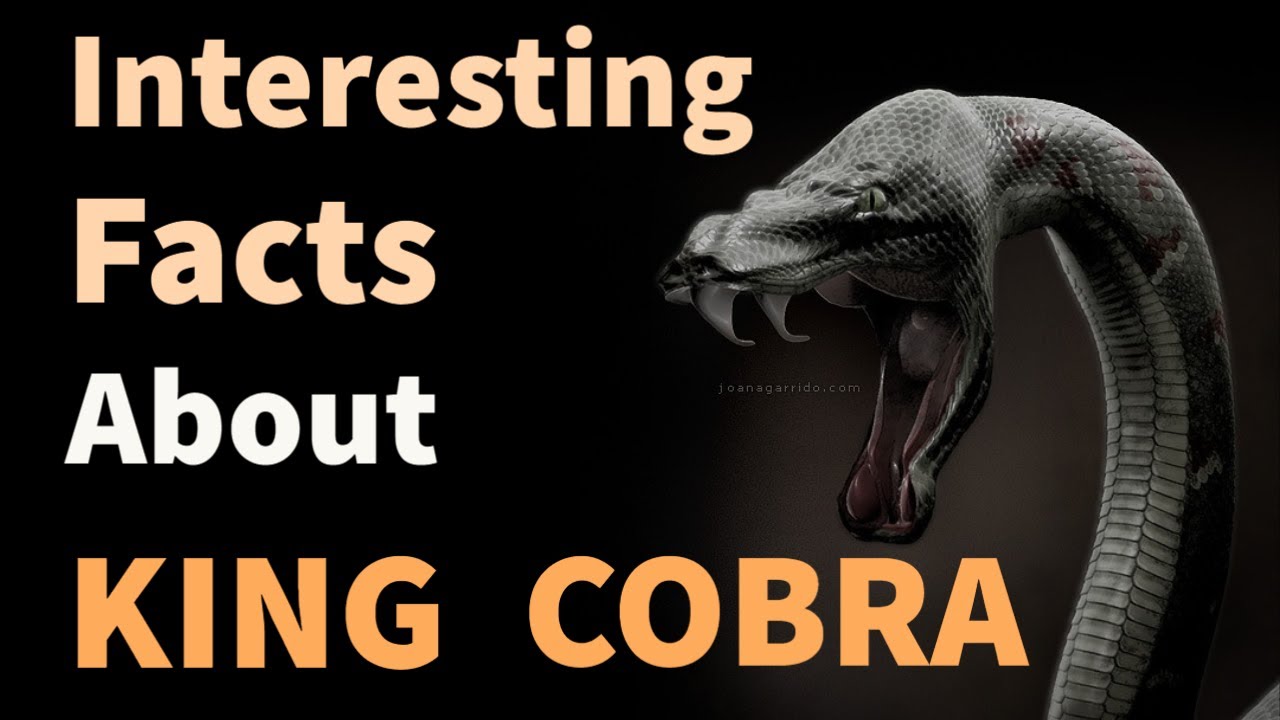 Fun Facts About King Cobras