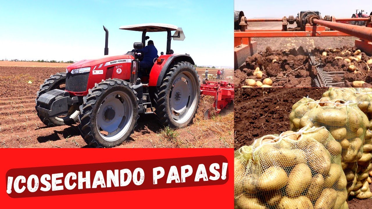 Cosecha de papa en el Sur de Sonora - YouTube