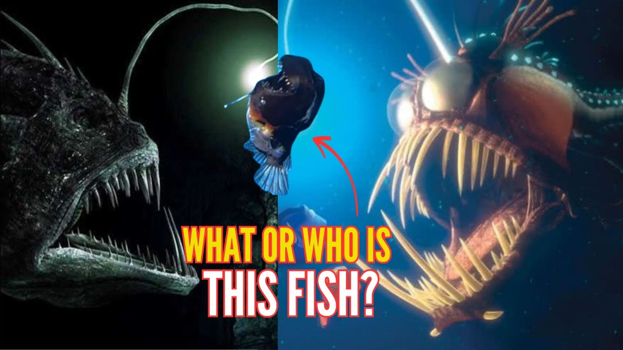 Black Devil Fish reemerges and sparks fears of catastrophe! - YouTube