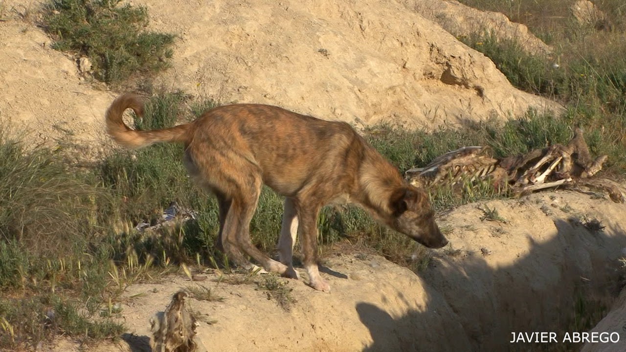 Perros cimarrones - Feral dogs - जंगली कुत्ते - YouTube