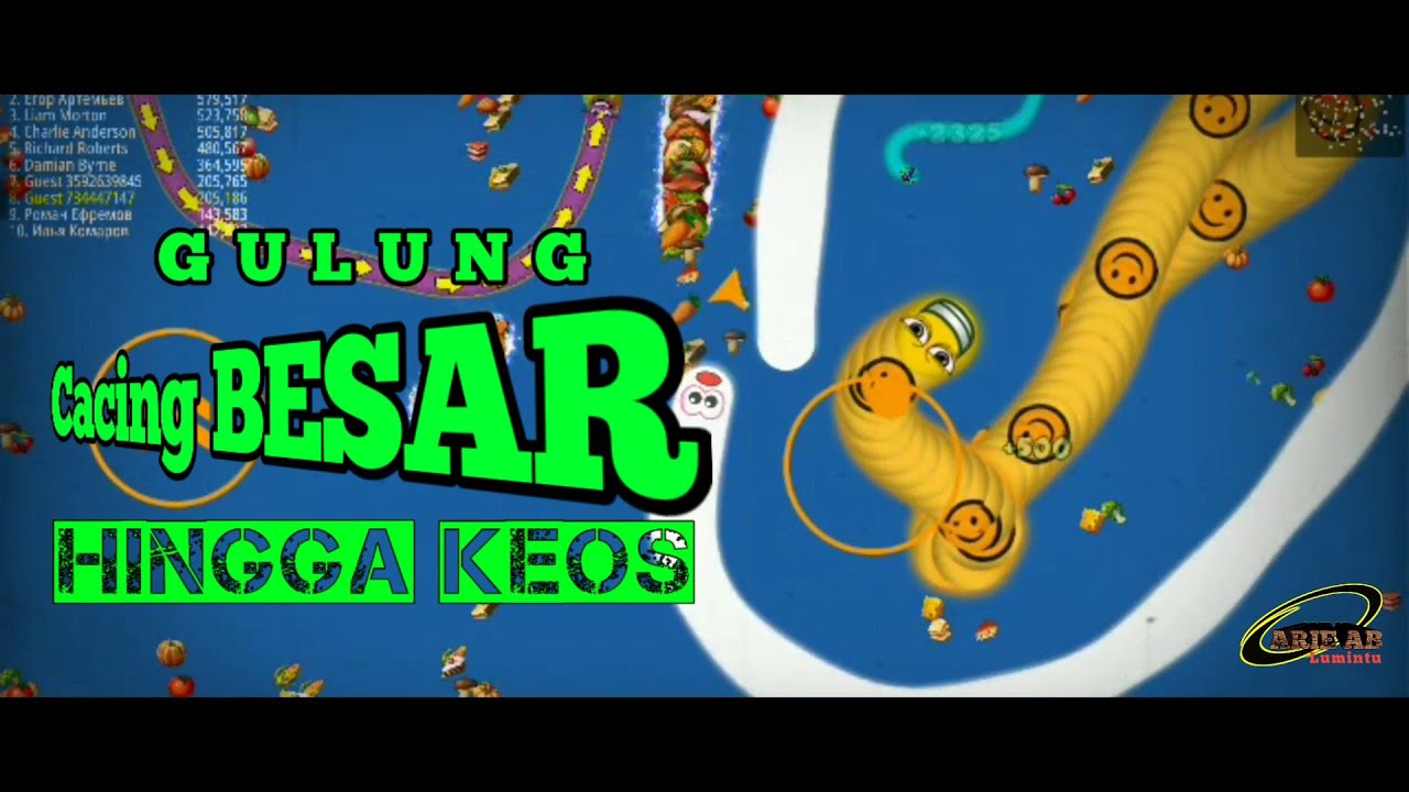 Cacing Besar Alaska || Pelihara Cacing Besar Alaska - YouTube