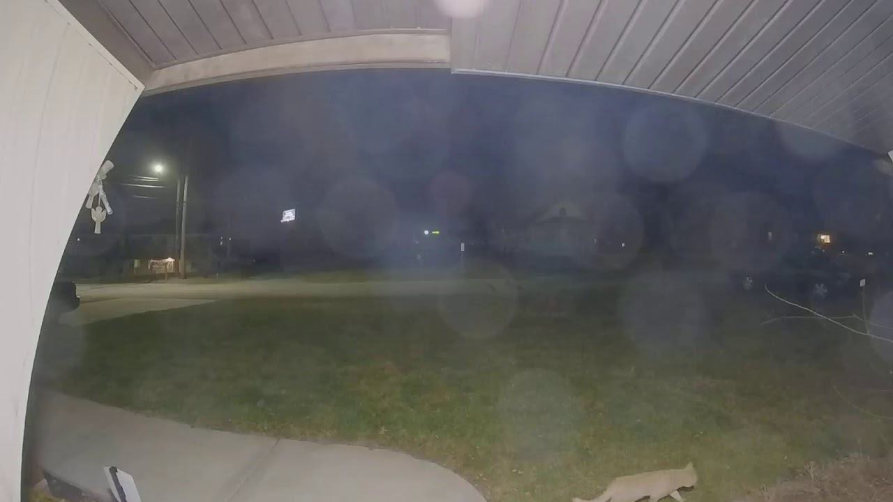 Creepy Cat Saying Hello (Audio On) - YouTube