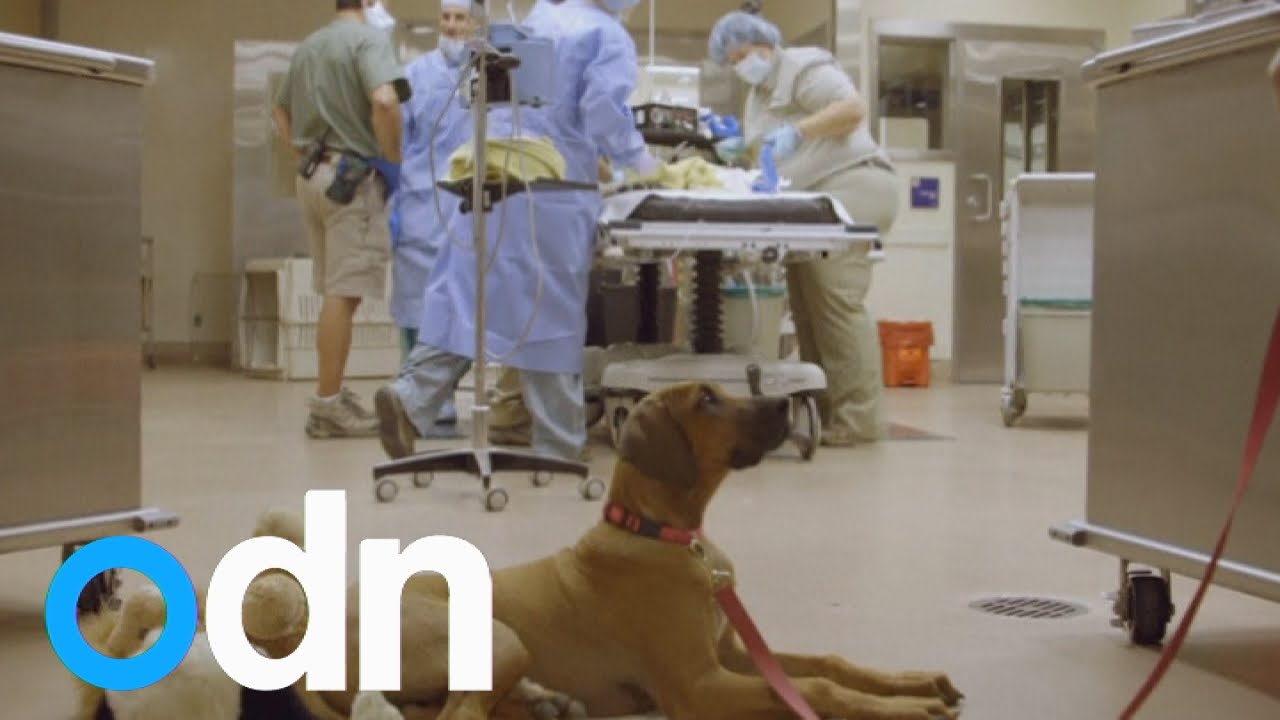CUTE: Loyal puppy camps out in operating room during surgery on cheetah ...
