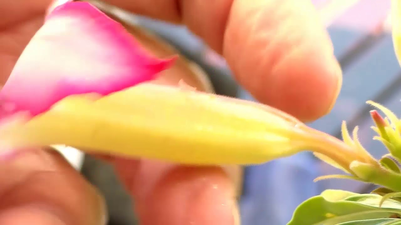 New Pollination Adenium Obesum - YouTube