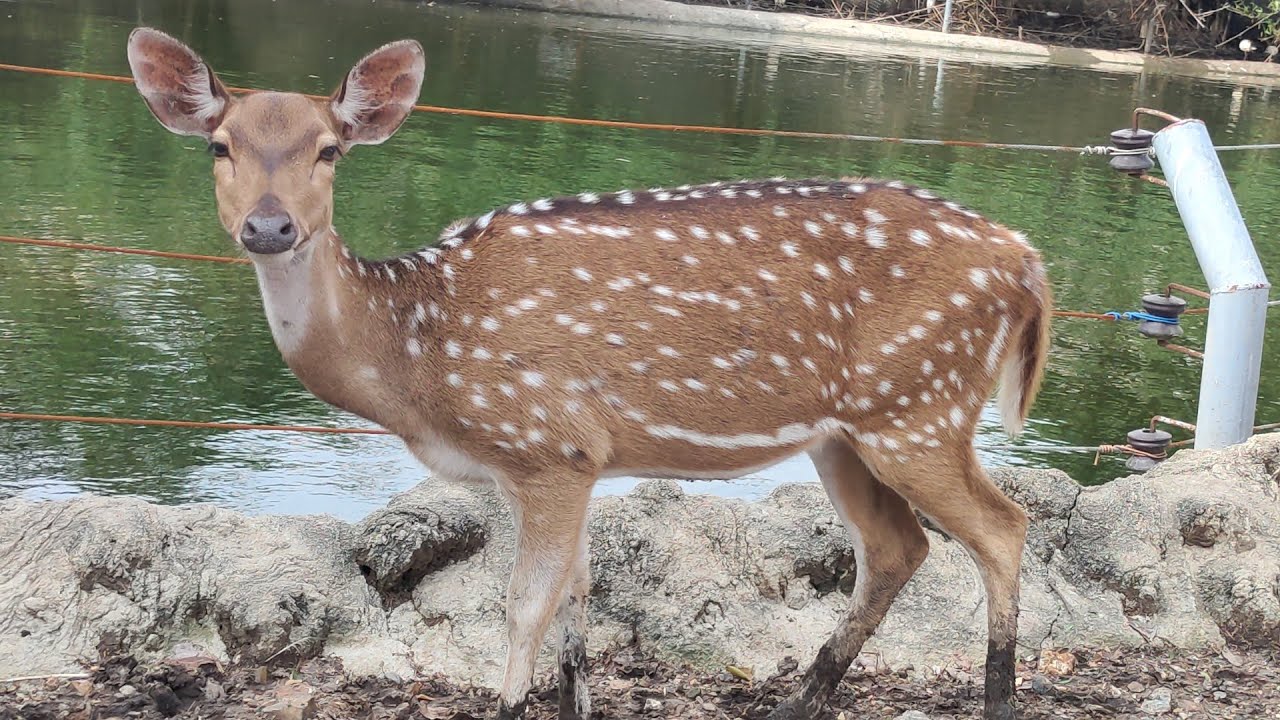 beautiful dear, and black bear so much fun - YouTube