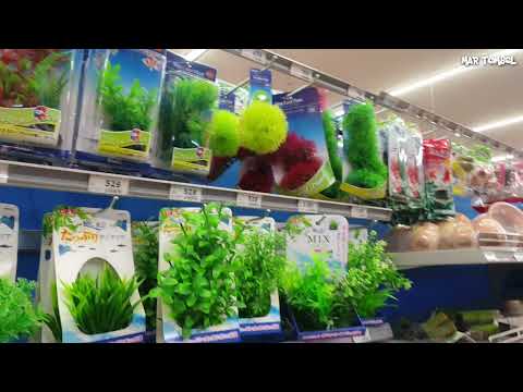 CEK HARGA IKAN CUPANG DI JEPANG