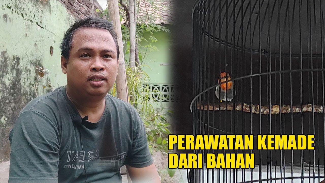 TIPS DAN CARA PERAWATAN HARIAN BURUNG KEMADE SUPAYA CEPAT NGALAS DAN ...