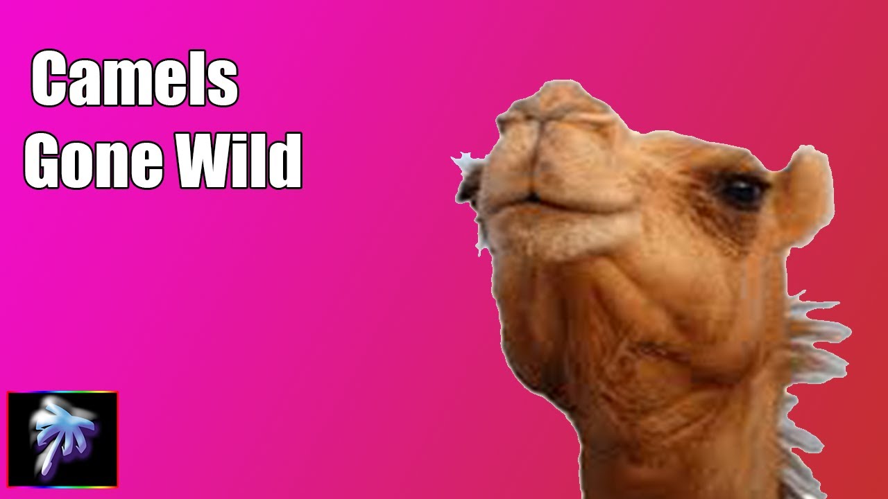 React To This! | When Camels Attack | Best Fails Compilation 2020 - YouTube