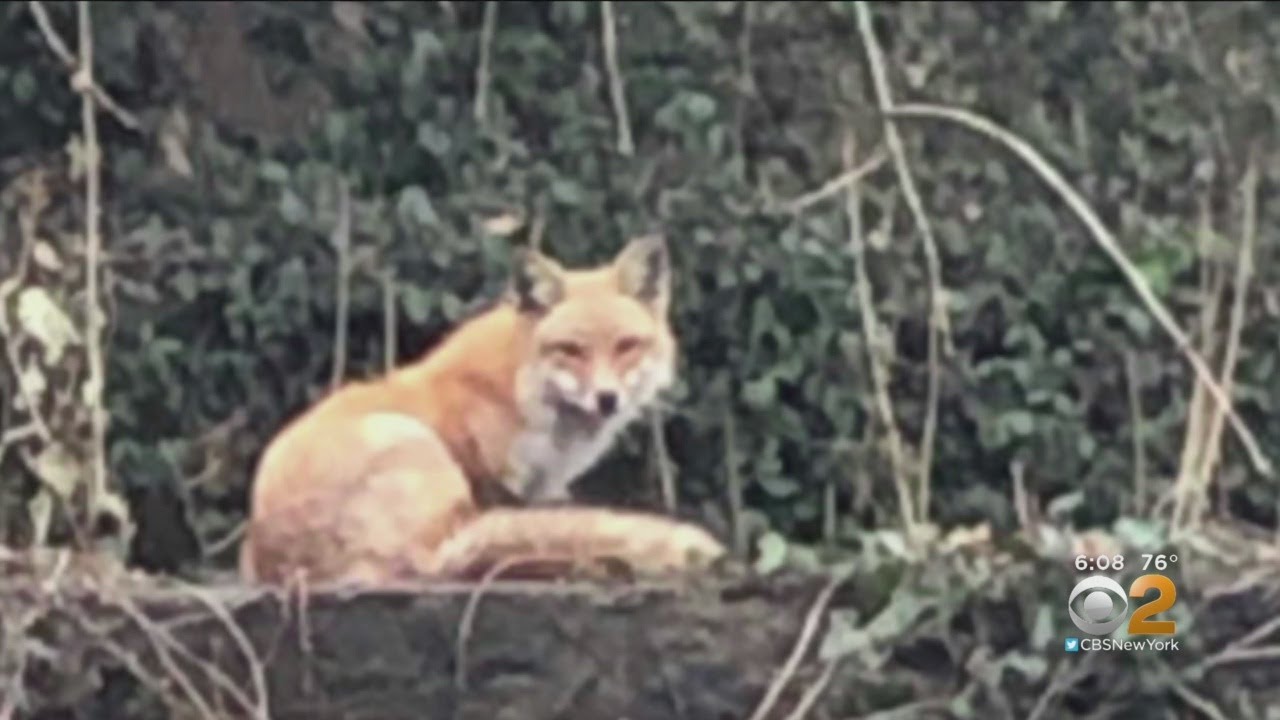 NJ Woman Recovering After Fox Attack - YouTube