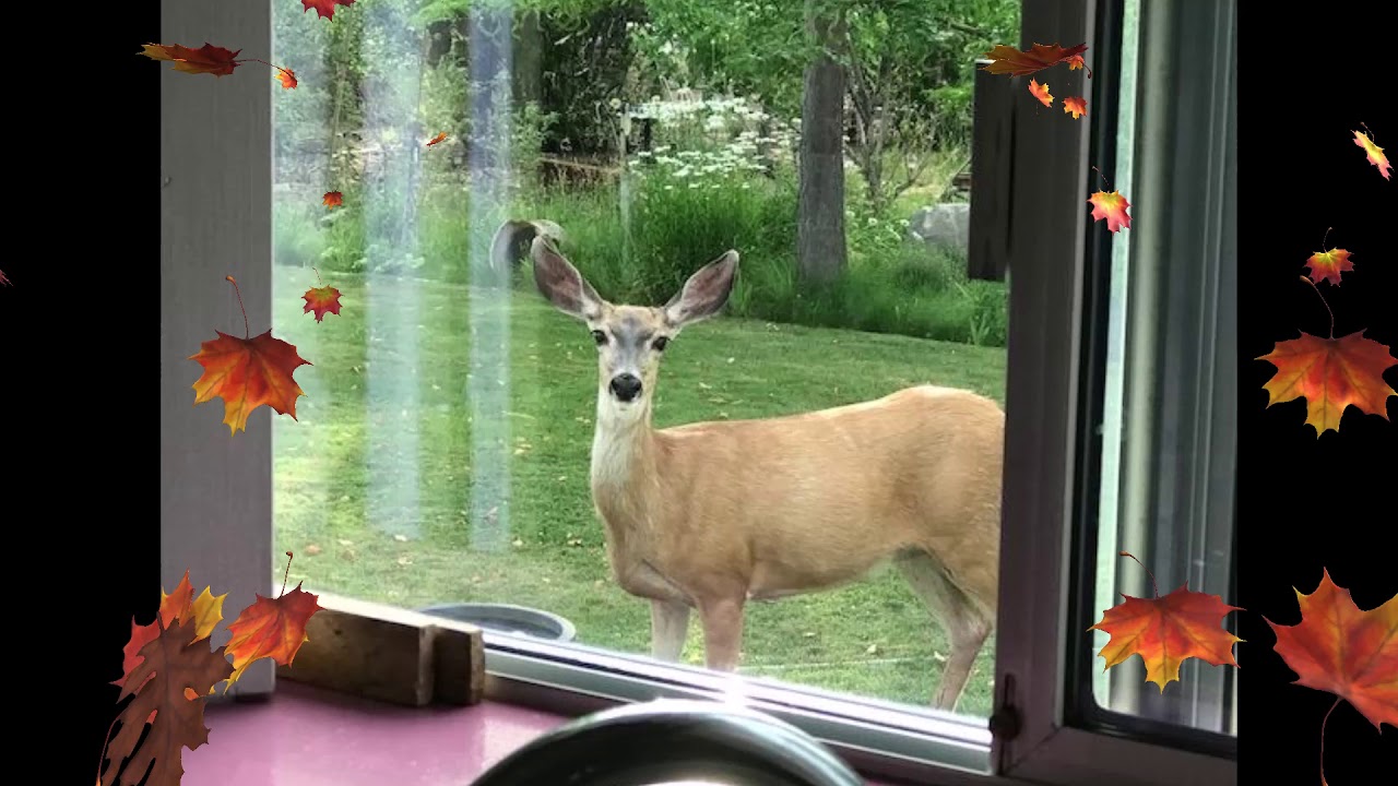 FALL FOLLY TOY SHOW - YouTube