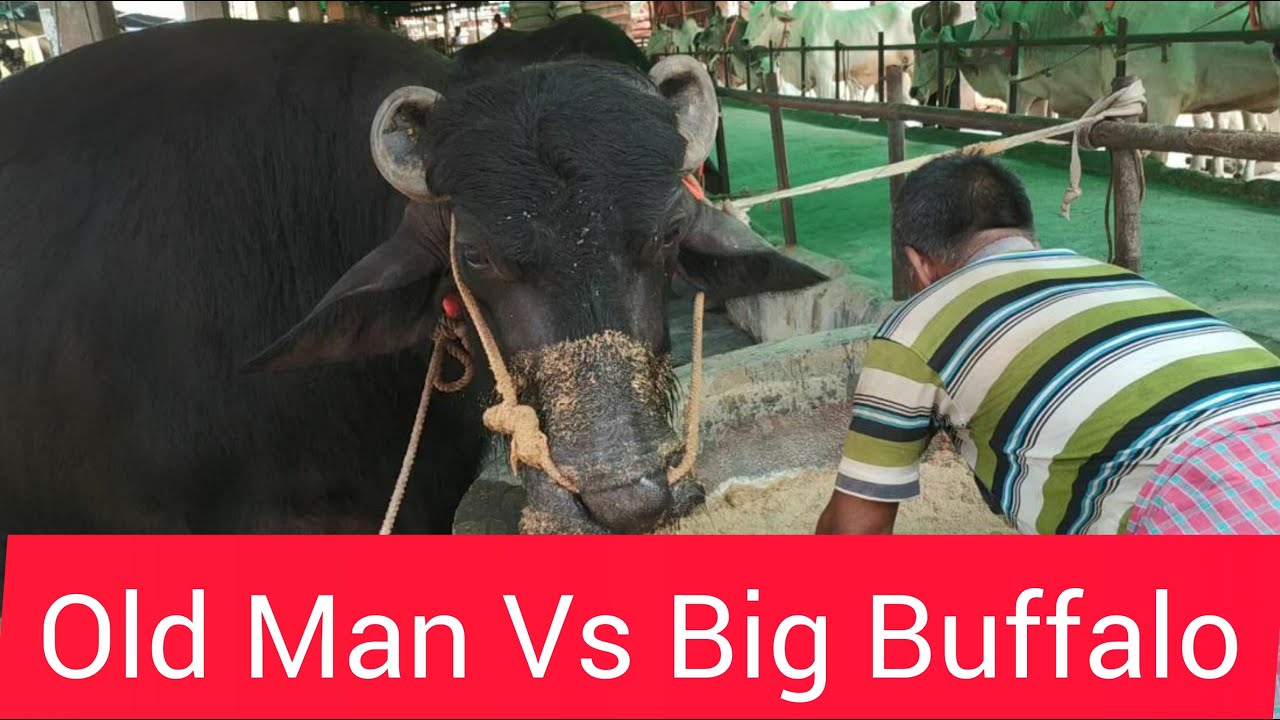 OLD MAN VS BUFFALO | Biggest Buffalo in The World 2021 | Big Big ...