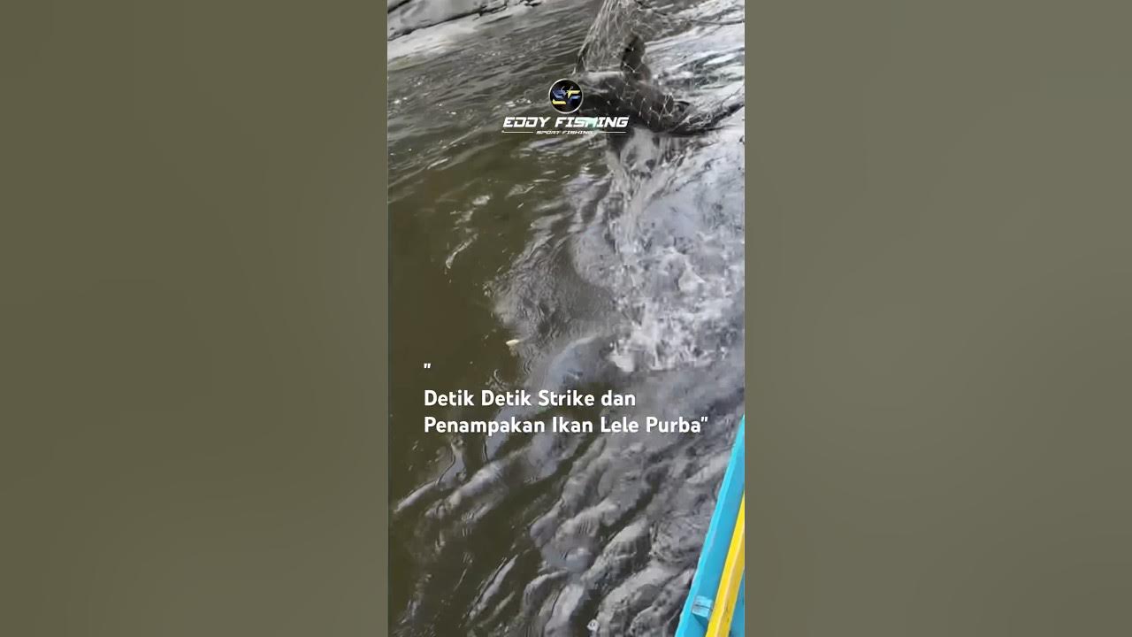 Detik Detik Strike dan Penampakan Ikan Lele Purba‼️ - YouTube