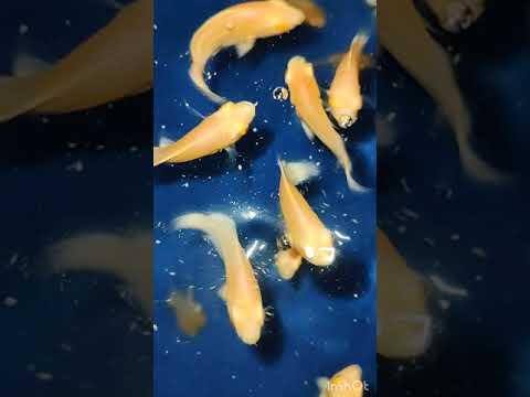 Chilli Red Oscar Fishes - YouTube