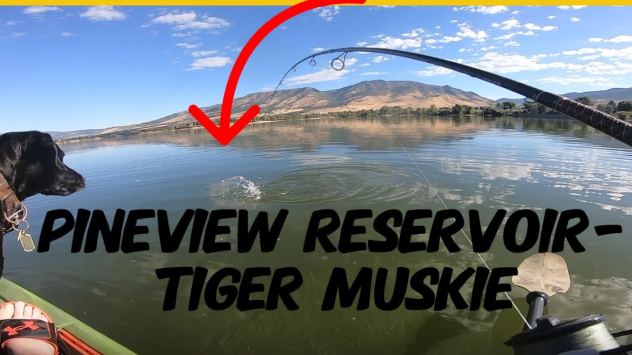 Tiger Muskie - pineview Reservoir. The one that got away. - YouTube