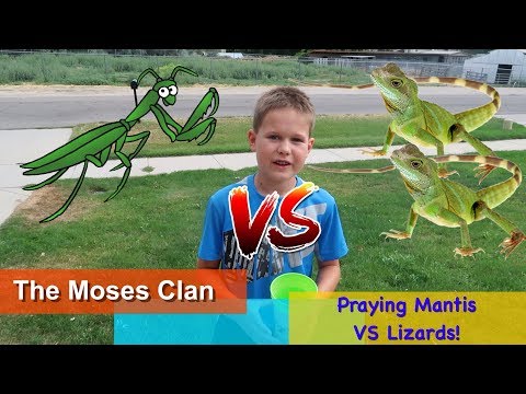 Praying Mantis vs Lizards!