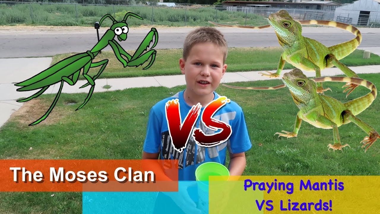Praying Mantis vs Lizards! - YouTube