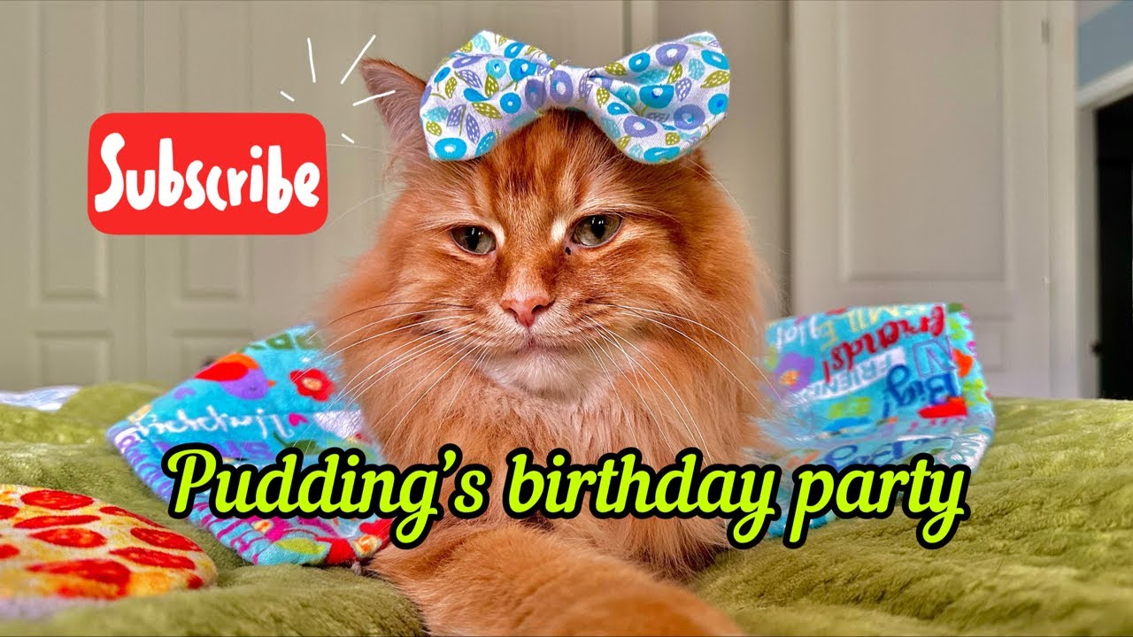 Pudding’s Birthday Party Replay🥳 - YouTube