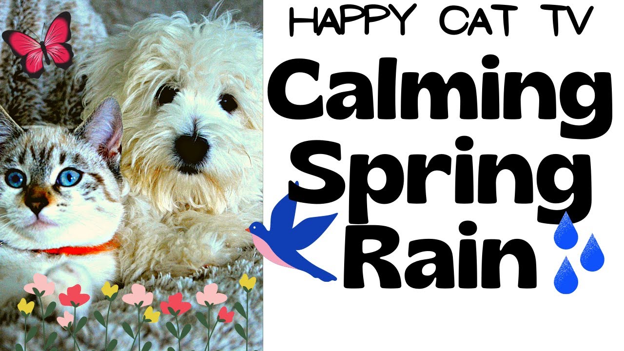 Relaxing Rainy Day Birds, Calming Spring Rain, Easter Flowers for Cats ...