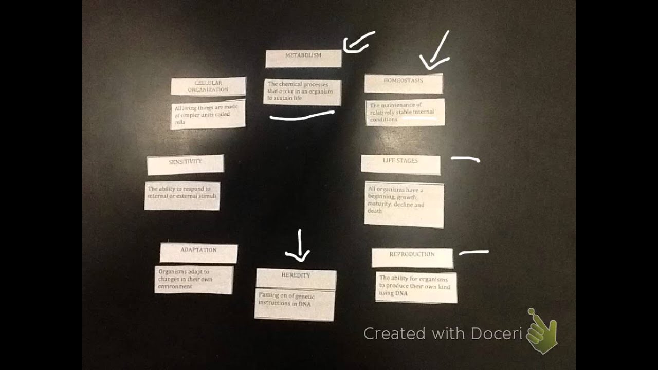 properties of life concept map answers - YouTube