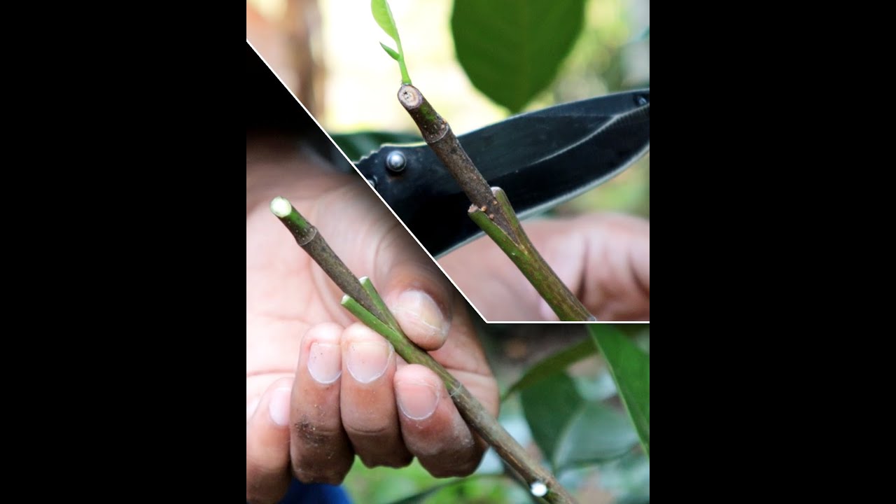 Jackfruit grafting method - YouTube