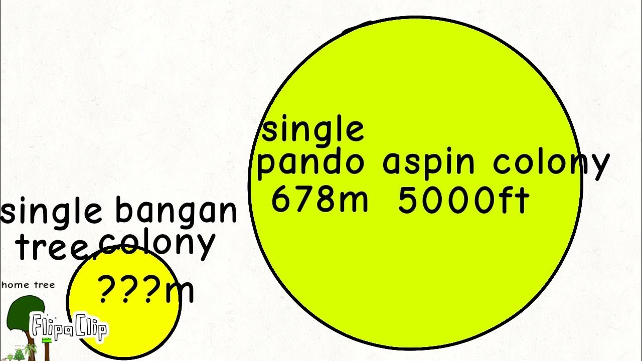 Tree size comparison - YouTube