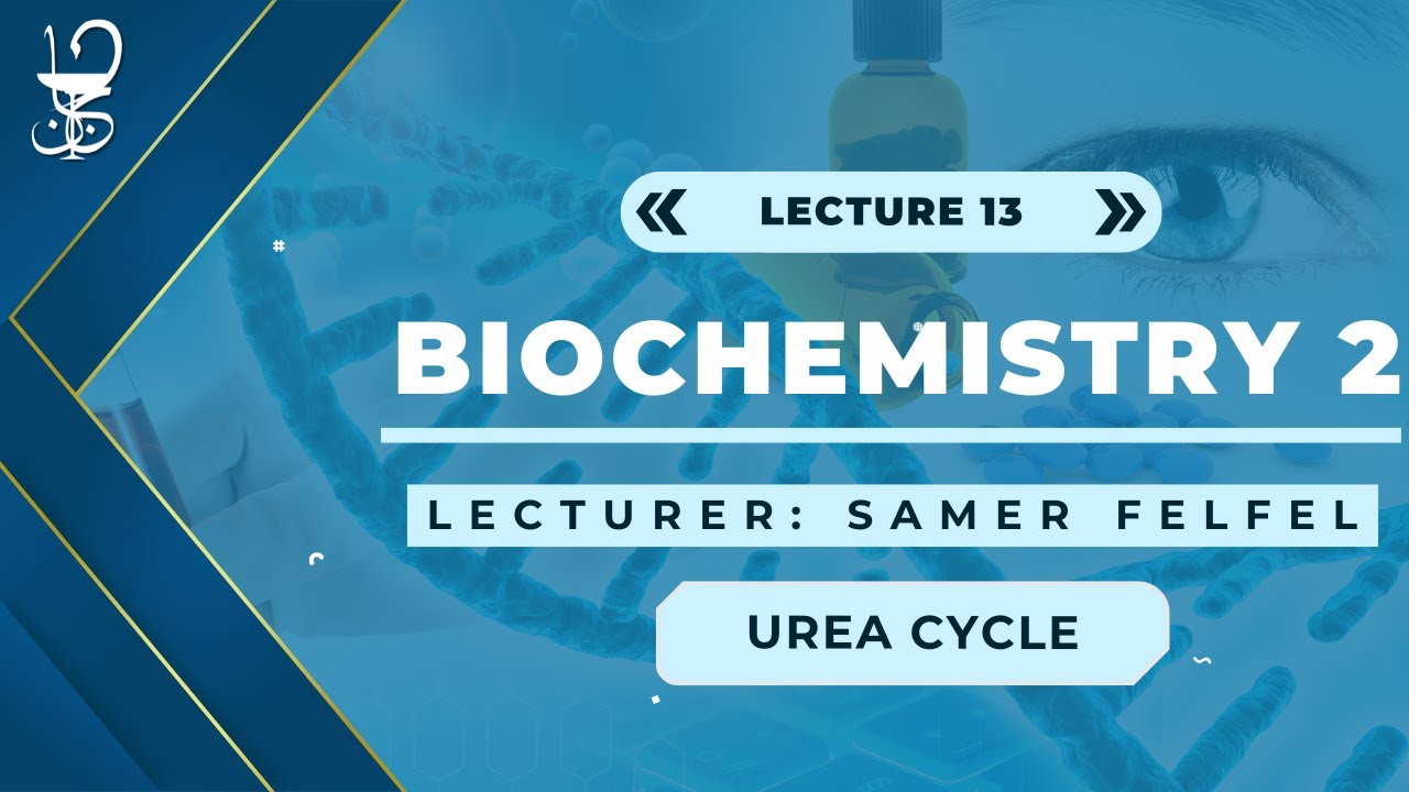 Biochemistry 2: Urea Cycle | Amino acids Degradation (part 2) - YouTube