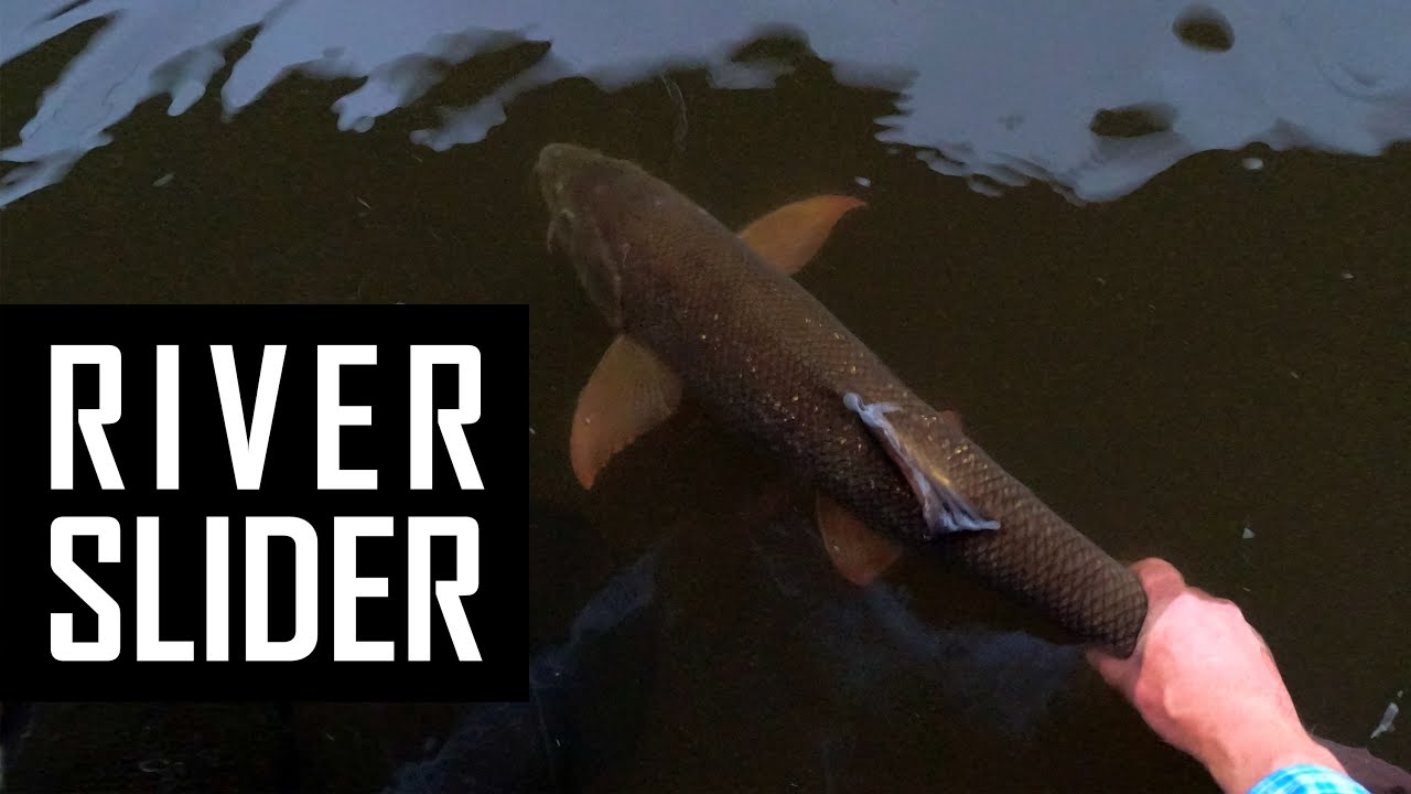 BREAD+FLOAT tempts big river CHUB and BARBEL - YouTube