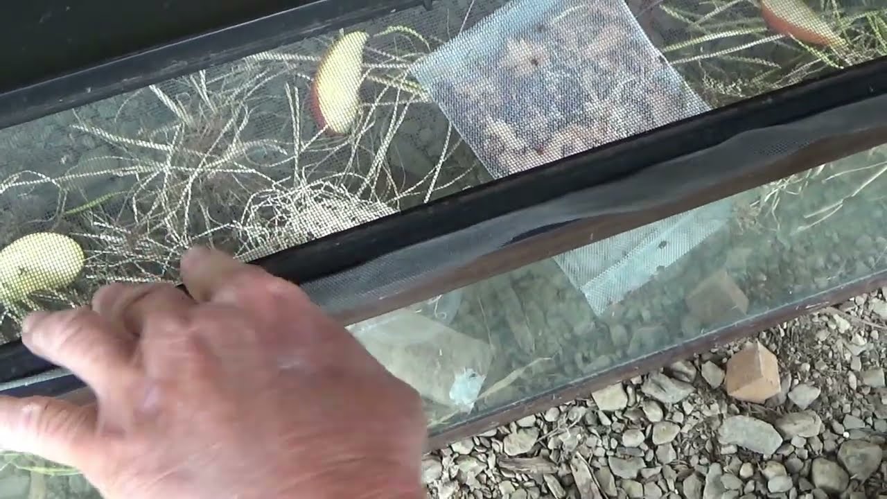 Building A Ladybug Farm, How To Raise Your Own Ladybugs, How To Do ...