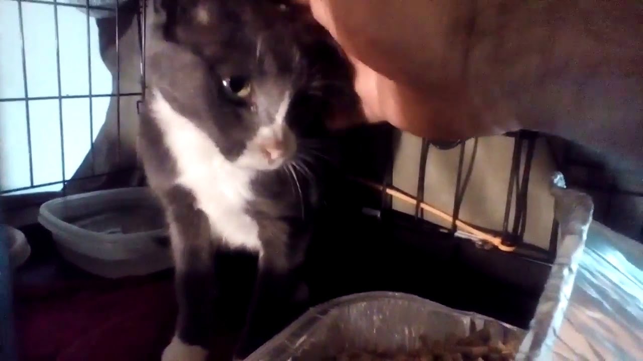 Grayson the Ferocious Wild Cat! - YouTube