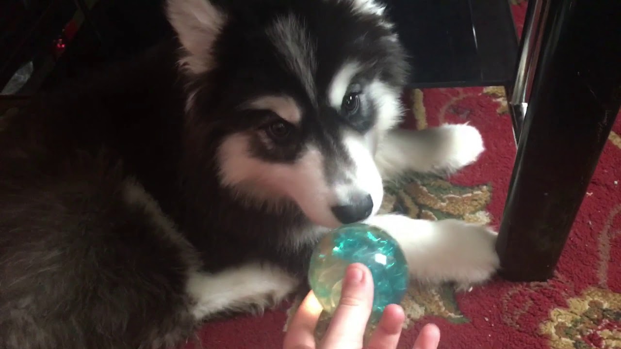 INTRODUCING DOGGY HD - YouTube