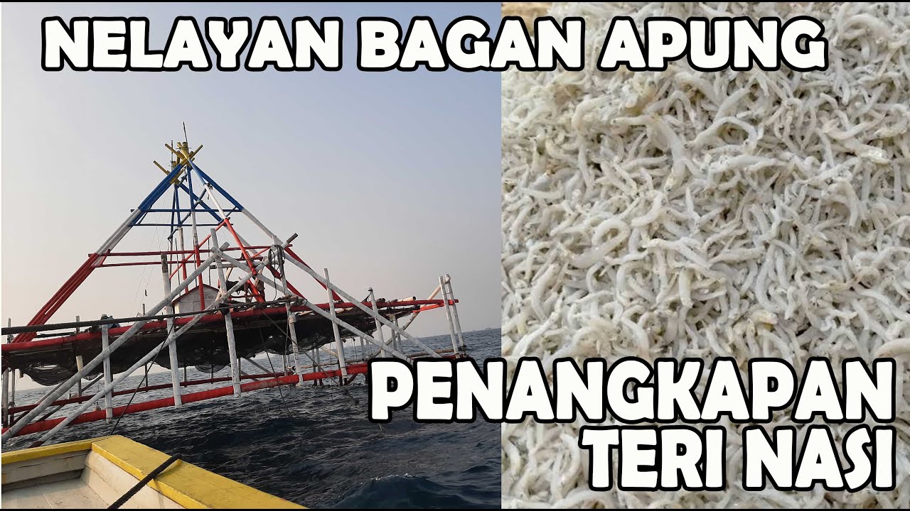 Floating Chart Fisherman's 🔴 Fishing Vessel 🔴 Penangkapan Teri Nasi di ...