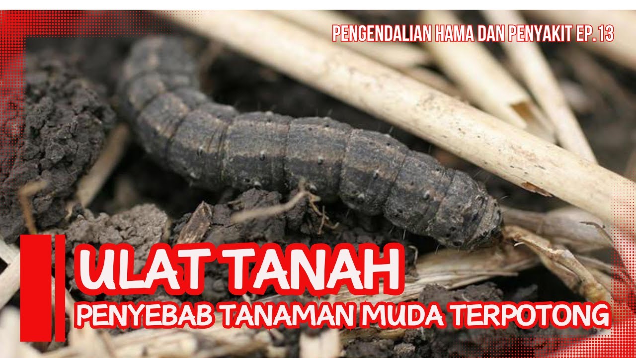 Gejala Serangan dan Cara Pengendalian Hama Ulat Tanah - YouTube