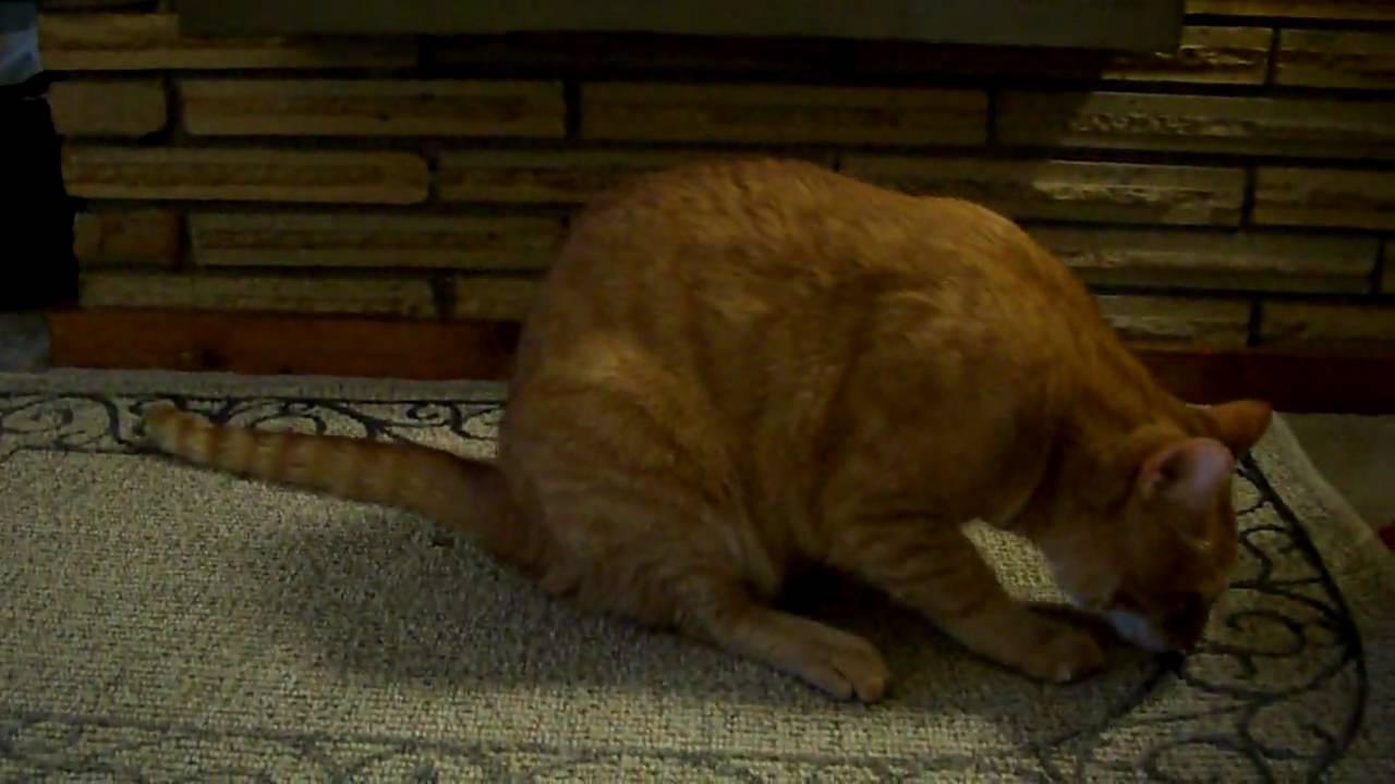 Butt scratching cat - YouTube