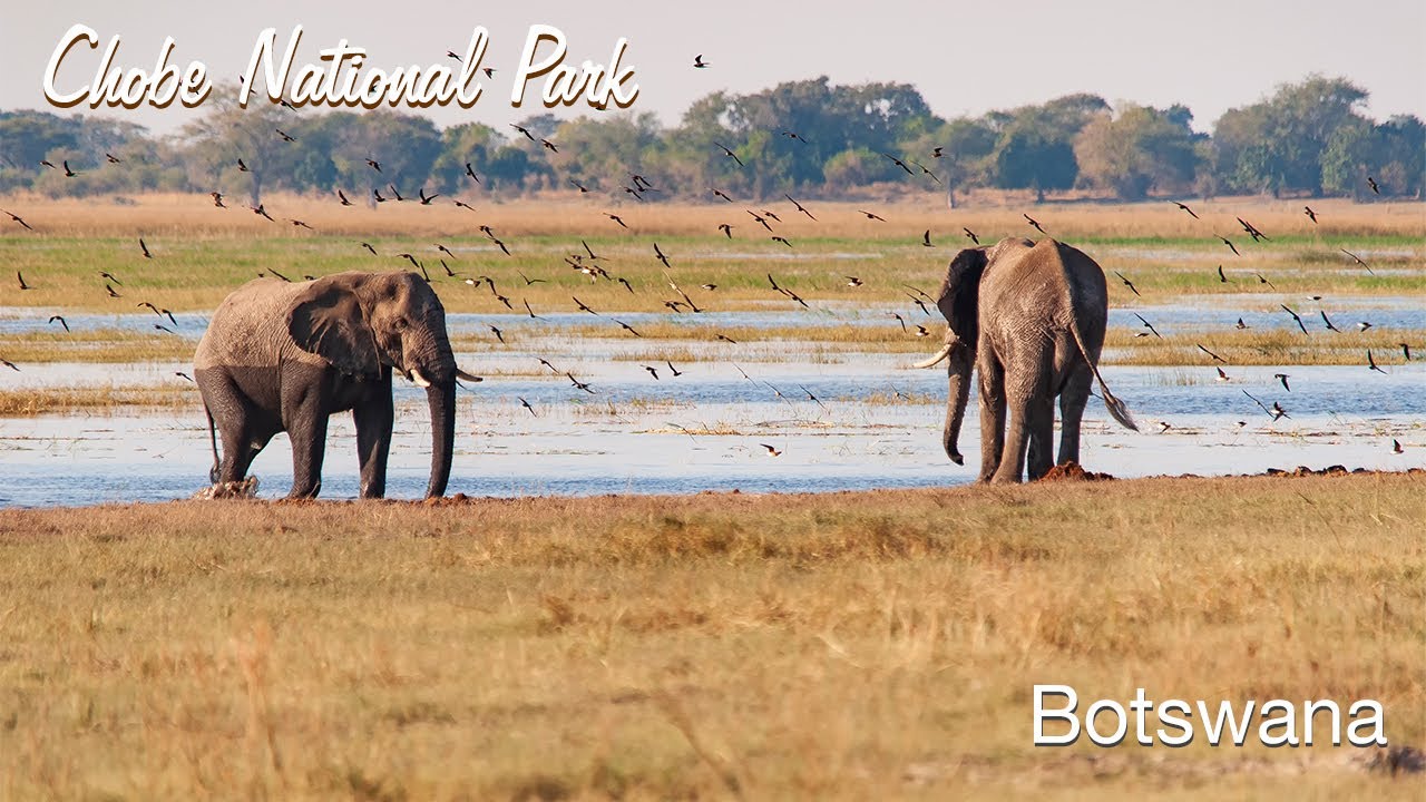 Wild Botswana: Epic Safari in Chobe National Park | Elephants, Lions ...