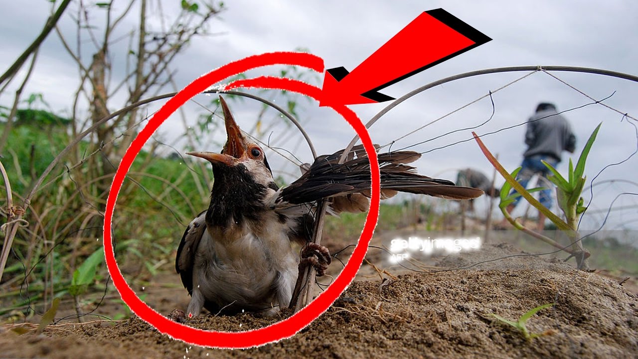 Wow A Man Make A Homemade Bird Trap How To Make A Bird Trap 100 Work Homemade Bird Trap Wow A Man Make A Homemade Bird Trap How To Make A Bird Trap 100 Work Homemade Bird Trap