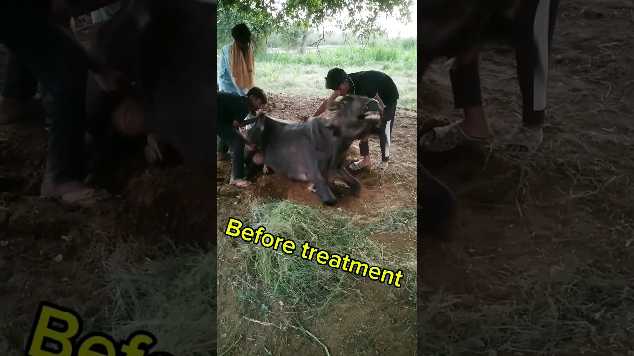 Buffalo treatment #buffalo #treatment #Animal Health Dr Rizwan - YouTube