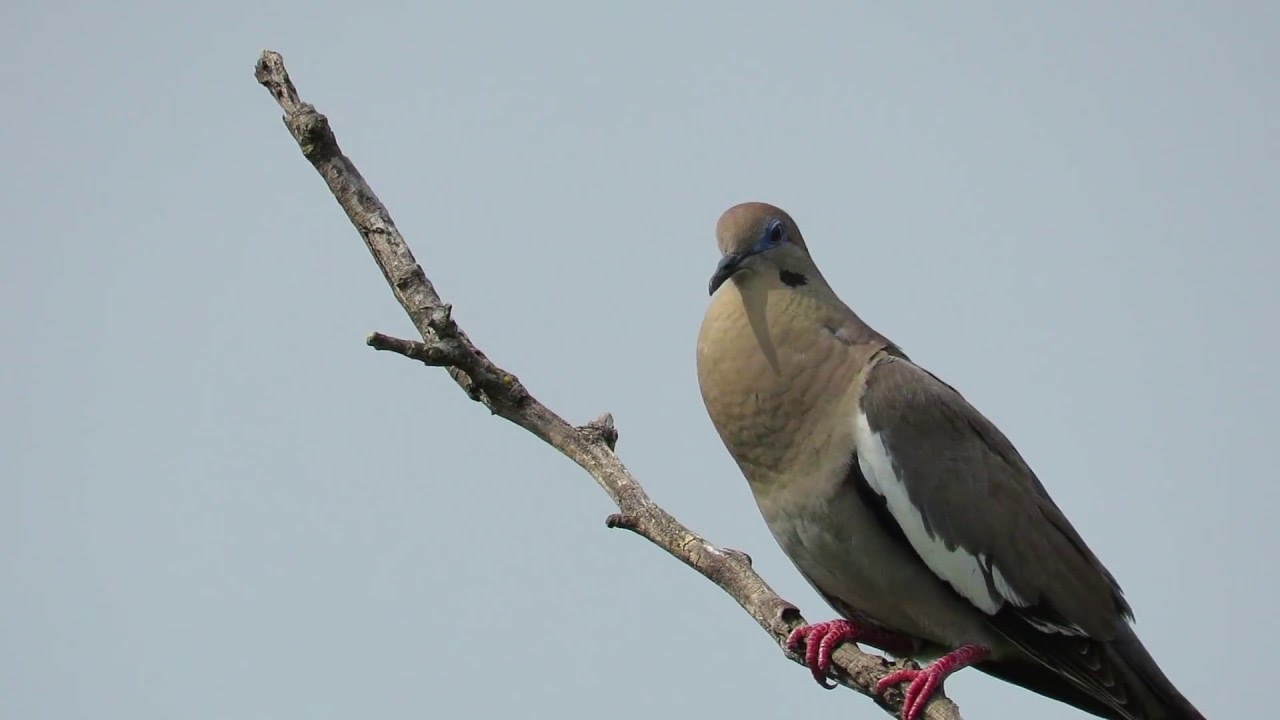 White-Winged Dove Coo - YouTube