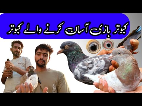 400 Kabootro Ka Setup /// insan Teddy + Lakhy + imamdeen + Neel Dumy ...