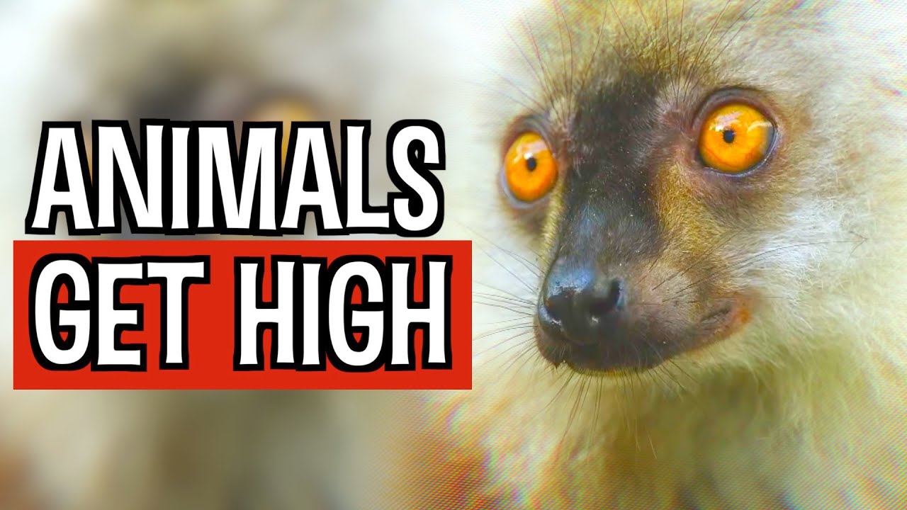 How ANIMALS get HIGH! - YouTube