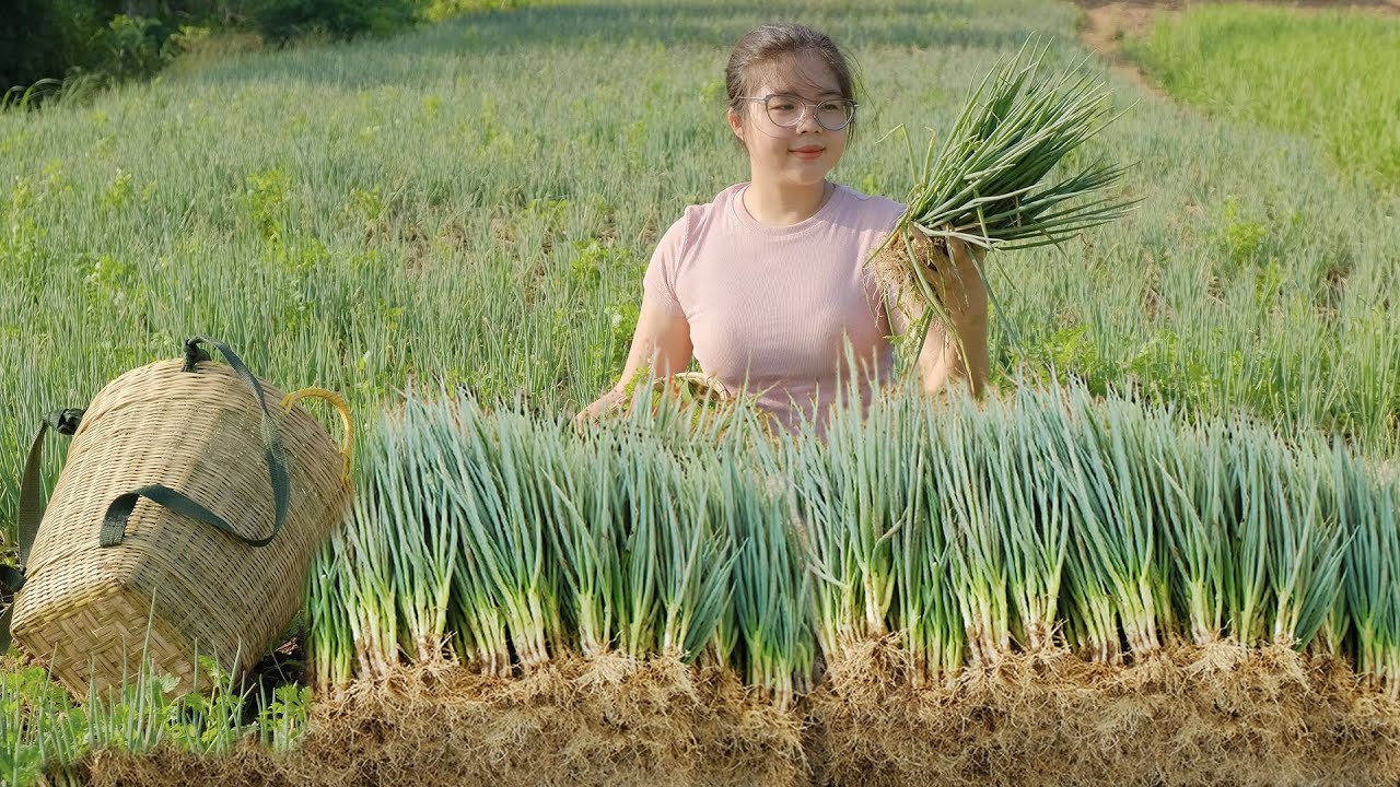 Village Girl Harvest Scallion Field - Bring to river to wash and bundle ...